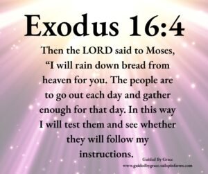BREAD FROM HEAVEN - IN THIS WAY I WILL TEST THEM / EXODUS 16:4 - Guided ...