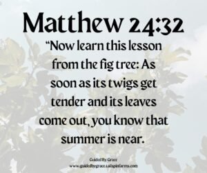 THE FIG TREE / MATTHEW 24:32 - Guided By Grace
